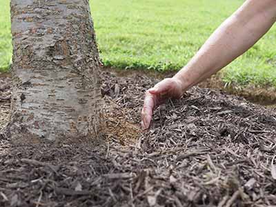 Planting and Caring for Trees, DEP,Montgomery County, MD Government