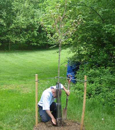 Planting and Caring for Trees, DEP,Montgomery County, MD Government