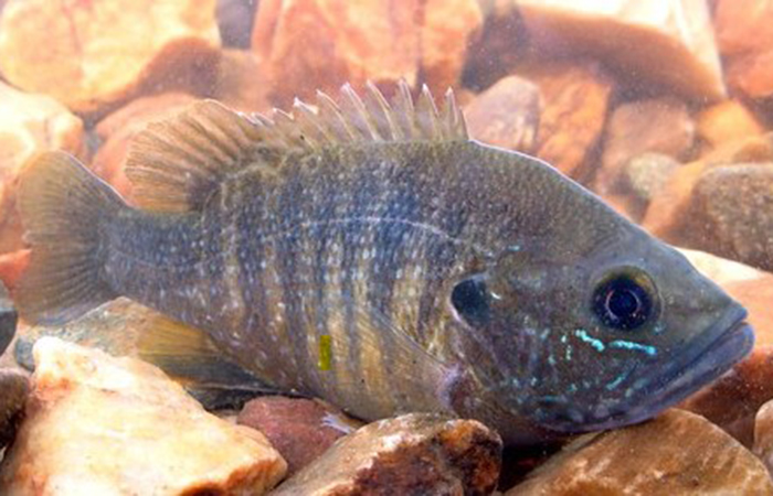 Aquatic Invaders, Stream Health, DEP,Montgomery County Government, MD