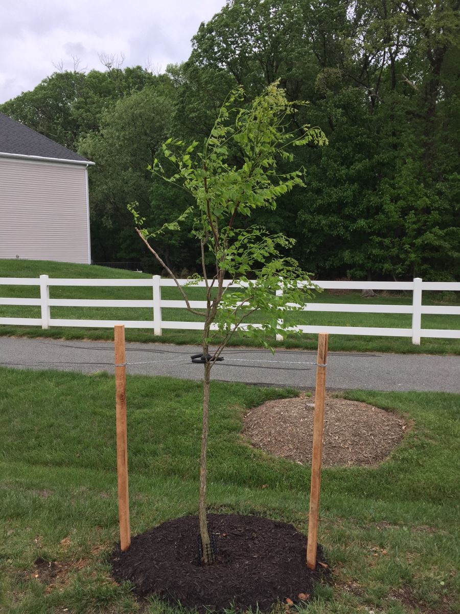 MCDOT - Division of Highway Services