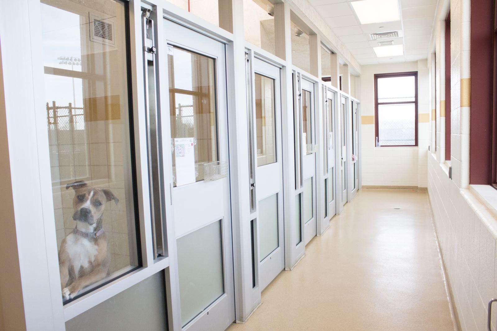 Are Dog Shelters Open During Quarantine at Kenton Bridges blog